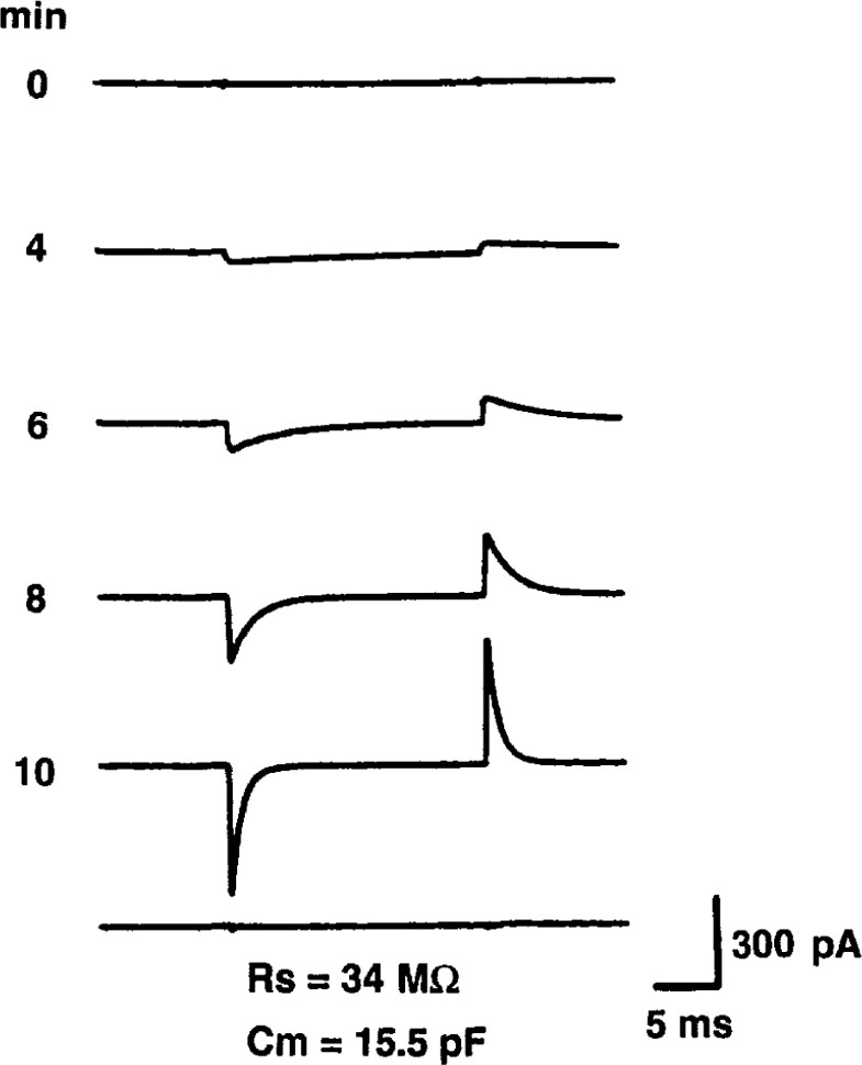 Perforated Patch-Clamp Technique | SpringerLink