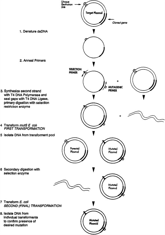 In Vitro Site-Directed Mutagenesis Using the Unique Restriction Site ...