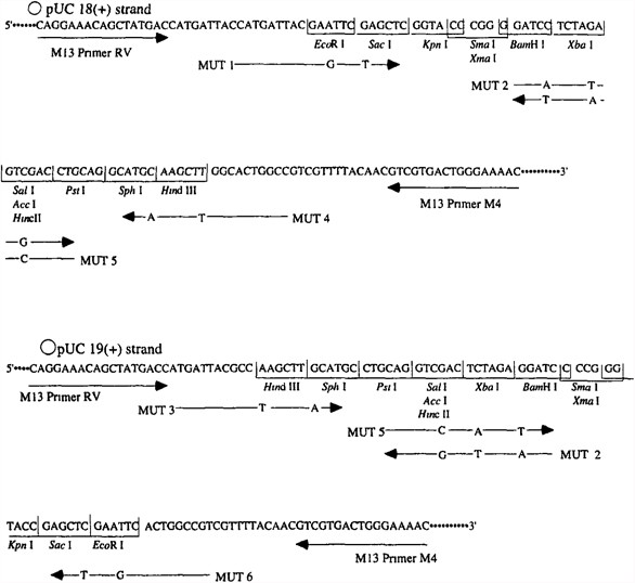 PCR-Based Site-Directed Mutagenesis | SpringerLink