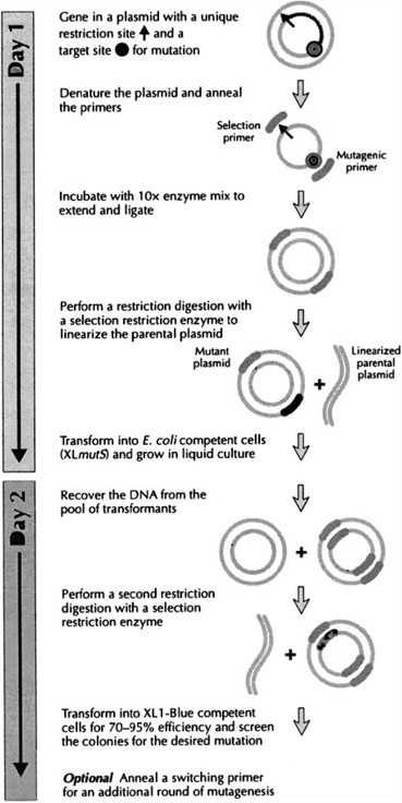 Site-Directed Mutagenesis Using Double-Stranded Plasmid DNA Templates ...