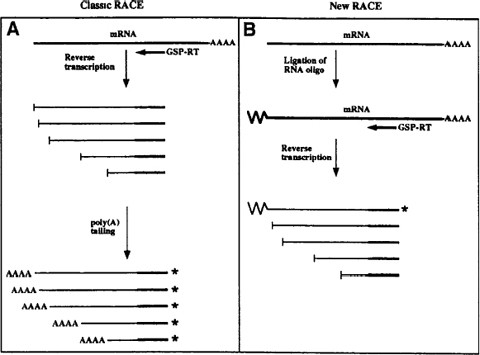 Using Rapid Amplification of cDNA Ends (RACE) to Obtain Full-Length cDNAs | SpringerLink