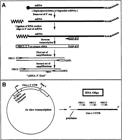 Using Rapid Amplification of cDNA Ends (RACE) to Obtain Full-Length cDNAs | SpringerLink