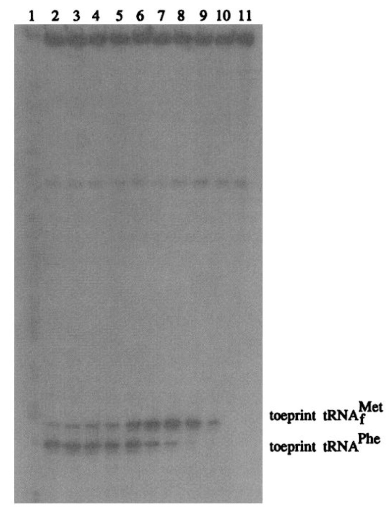Toeprinting Assays | SpringerLink