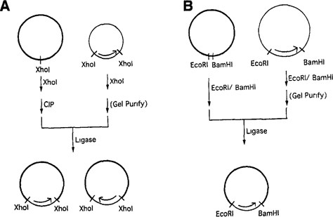 Subcloning Strategies and Protocols | SpringerLink