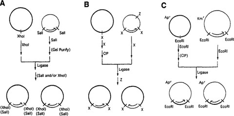 Subcloning Strategies and Protocols | SpringerLink