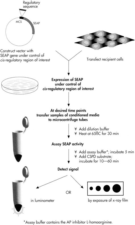 Use of Secreted Alkaline Phosphatase as a Reporter of Gene Expression ...