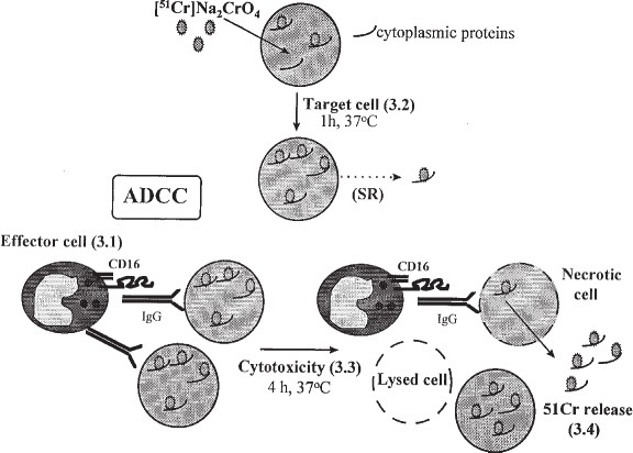 Assays for Antibody-Dependent Cell-Mediated Cytotoxicity (ADCC) and ...