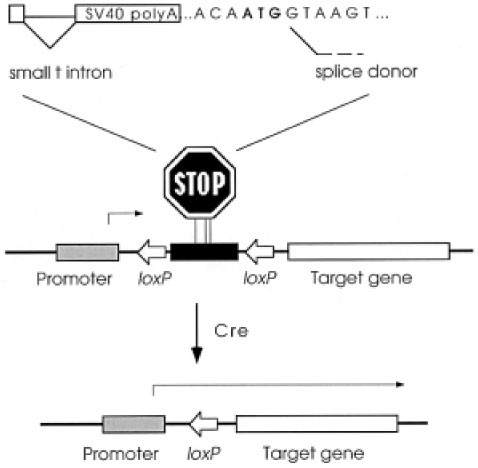 Conditional Gene Knockout Using Cre Recombinase | SpringerLink
