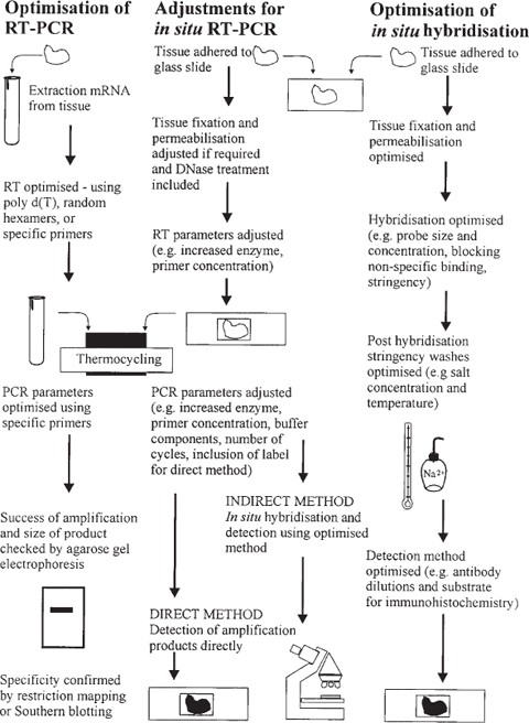mRNA Detection by In Situ RT-PCR | SpringerLink