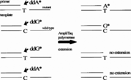 Single-Nucleotide Primer Extension Assay by Capillary Electrophoresis ...