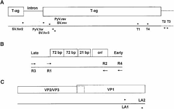 Detection of SV40 DNA Sequences in Human Tissue | SpringerLink