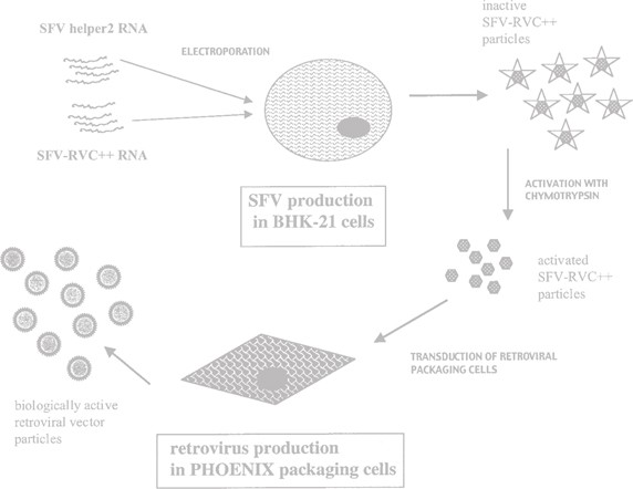 Minigene-Containing Retroviral Vectors Using an Alphavirus/Retrovirus ...