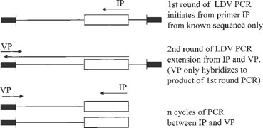 Long Distance Vectorette PCR (LDV PCR) | SpringerLink