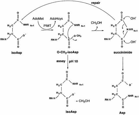 Detection of isoAspartate Residues as a Posttranslational Modification ...