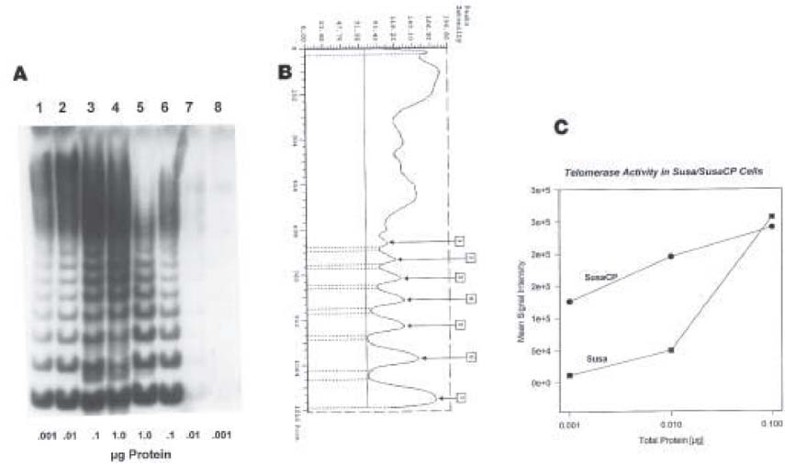 Standard TRAP Assay | SpringerLink