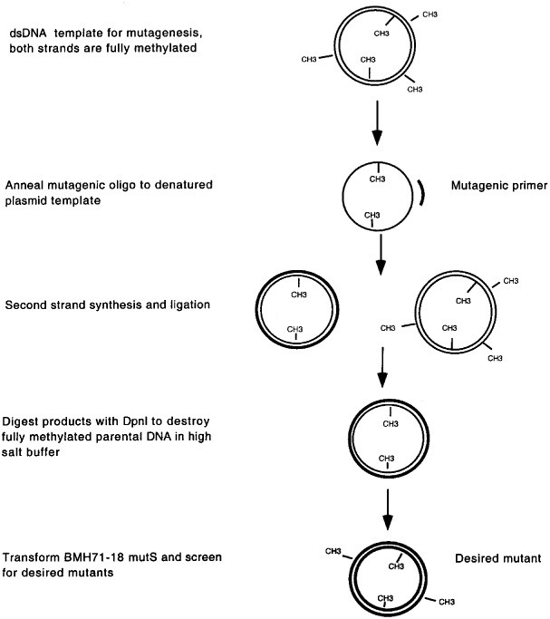 Site-Directed Mutagenesis Facilitated by DpnI Selection on ...