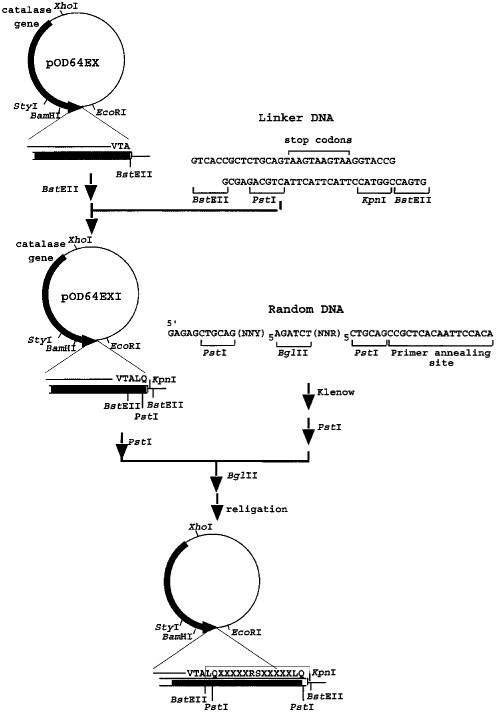 Evolutionary Molecular Engineering by Random Elongation Mutagenesis ...