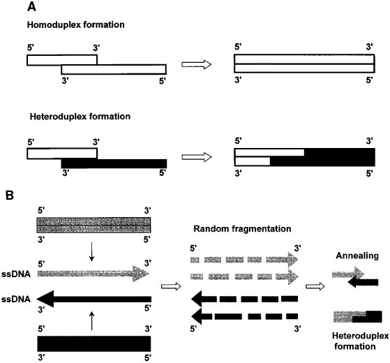 DNA Shuffling and Family Shuffling for In Vitro Gene Evolution ...