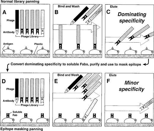 Screening of Phage-Expressed Antibody Libraries by Capture Lift ...
