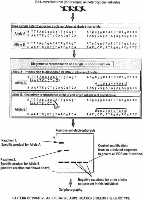 PCR-Sequence-Specific Primer Typing of HLA Class I and Class II Alleles ...