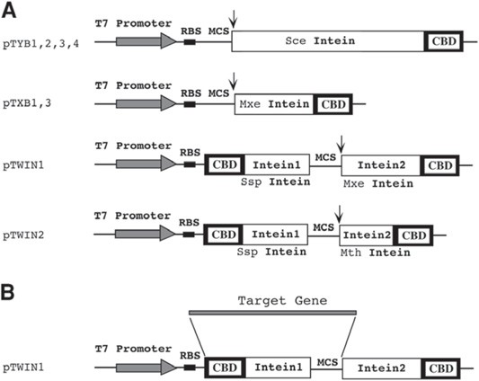 Purification of Recombinant Proteins from E. coli by Engineered Inteins ...