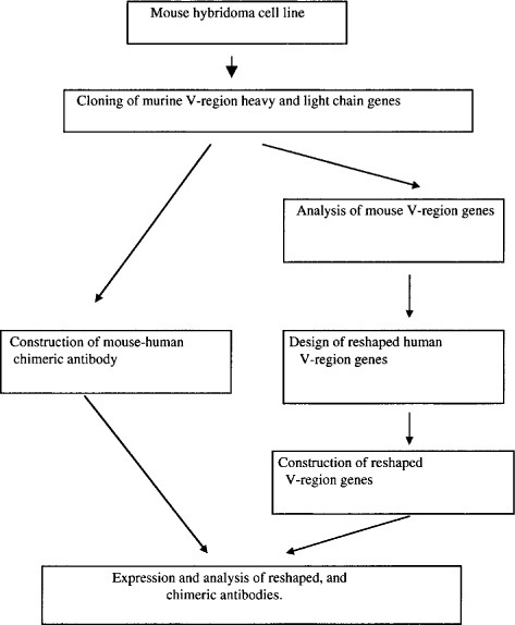Humanization of Monoclonal Antibodies by CDR Grafting | SpringerLink