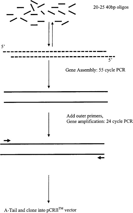 Humanization of Monoclonal Antibodies by CDR Grafting | SpringerLink
