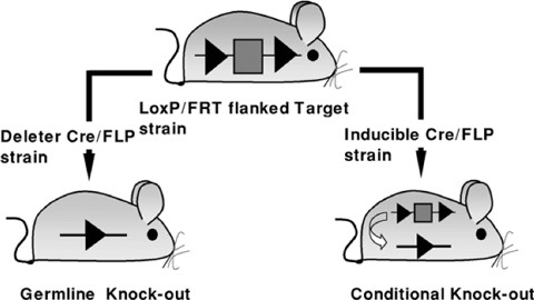 Conditional Knockout Mice | SpringerLink