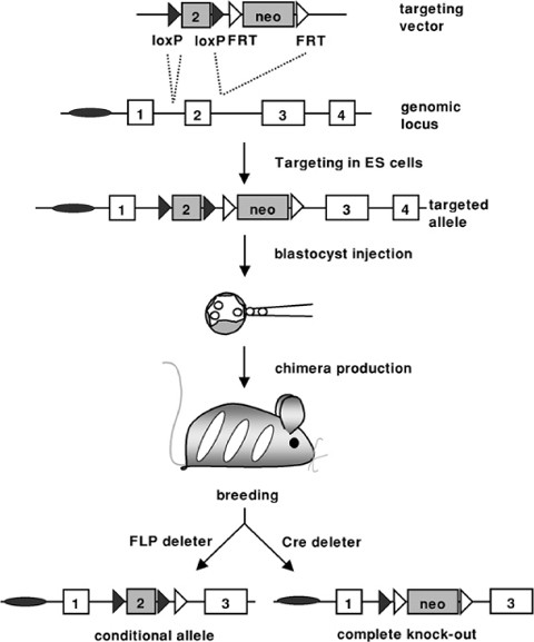 Conditional Knockout Mice | SpringerLink