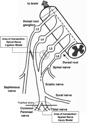 Animal Models of Neuropathic Pain | SpringerLink