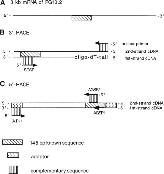 Rapid Amplification of cDNA Ends | SpringerLink
