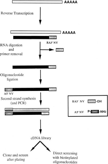 A Short History of the Polymerase Chain Reaction | SpringerLink
