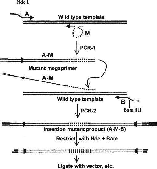 Megaprimer PCR | SpringerLink