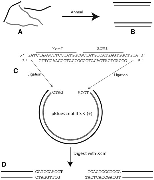 Cloning PCR Products with T-Vectors | SpringerLink
