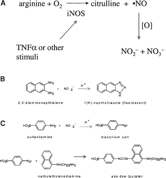 Nitrite Determination by Colorimetric and Fluorometric Griess ...