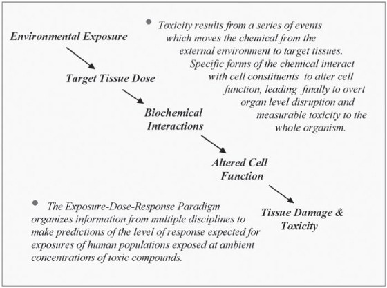 Exposure-Dose-Response Paradigm as It Relates to Toxicogenomics ...