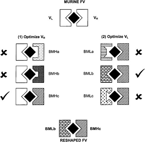 Antibody Humanization by CDR Grafting | SpringerLink