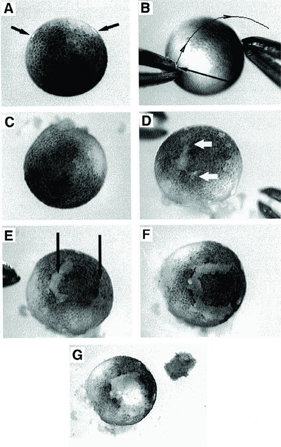 The Animal Cap Assay | SpringerLink