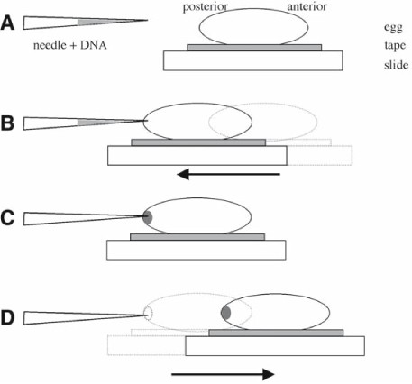 Transformation Systems in Insects | SpringerLink