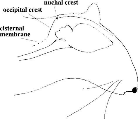 Intrathecal Catheterization and Drug Delivery in the Rat | SpringerLink