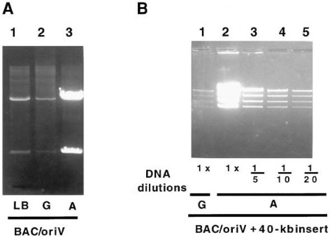 Copy-Control pBAC/oriV Vectors for Genomic Cloning | SpringerLink