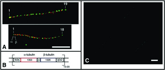 Fiber-FISH: Fluorescence In Situ Hybridization on Stretched DNA ...
