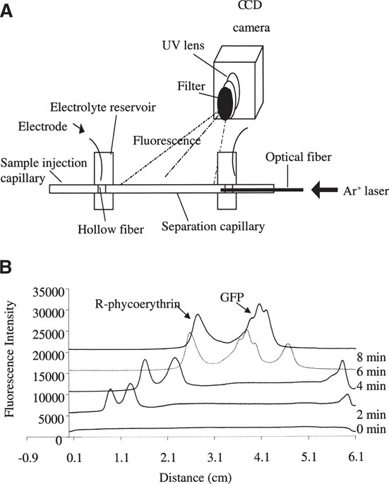 Analysis of Proteins by CE, CIEF, and Microfluidic Devices With Whole ...
