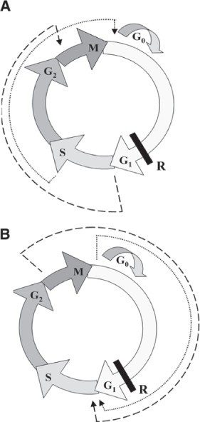 Synchronization of Cell Populations in G1/S and G2/M Phases of the Cell Cycle | SpringerLink