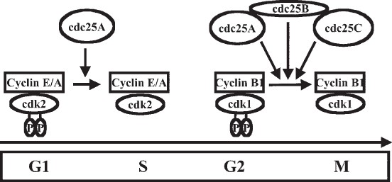 CDC25 Dual-Specificity Protein Phosphatases | SpringerLink