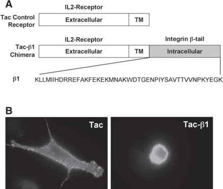 Cell-Spreading Assays | SpringerLink