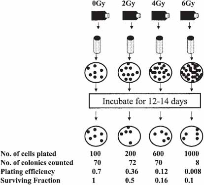 Clonogenic Cell Survival Assay | SpringerLink
