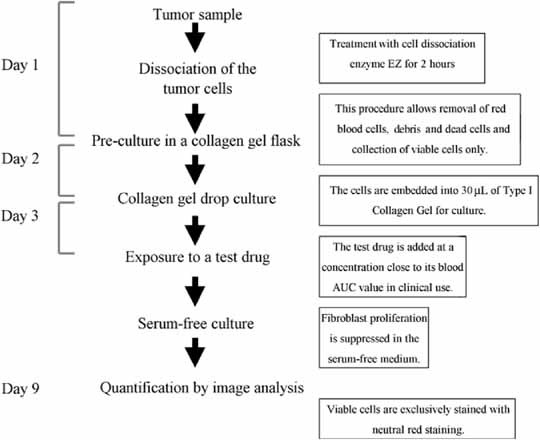 Collagen Gel Droplet Culture Method to Examine In Vitro ...