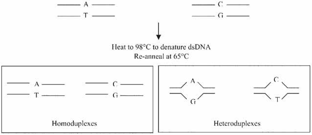 Conformation-Sensitive Gel Electrophoresis | SpringerLink