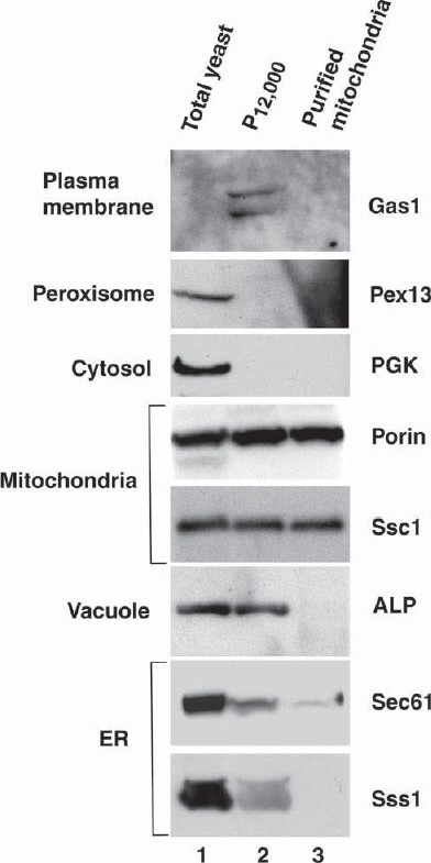 Isolation of Yeast Mitochondria | SpringerLink